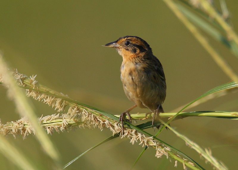 Land Birds | Birds of the Air